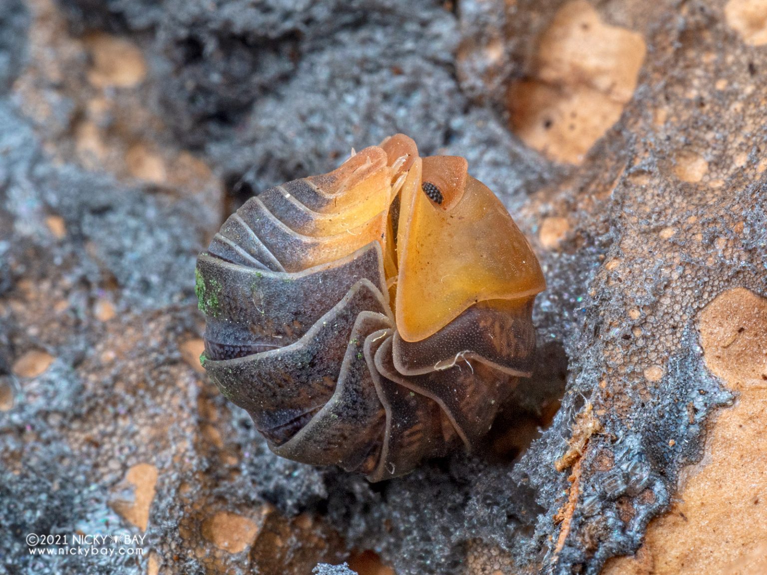 Isopod Anatomy and Biology - Isopod Site