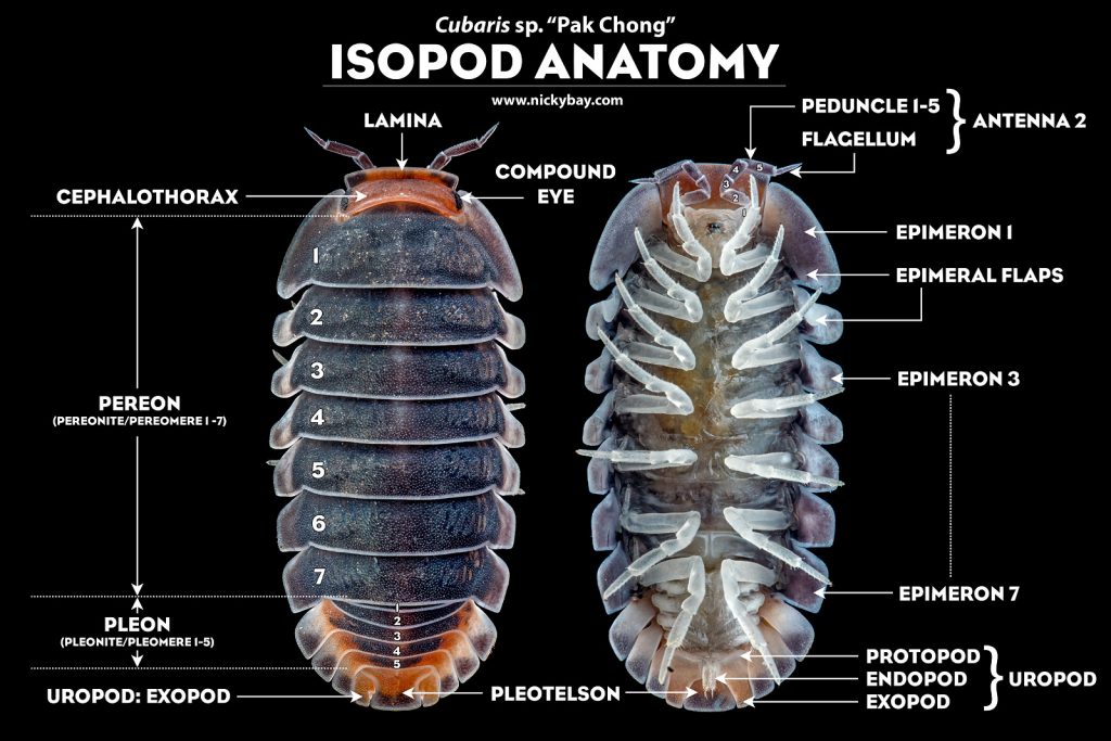 Identifying Isopods: Taxonomy - Isopod Site