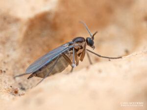 How to Deal with Pests in Isopod Setups - Isopod Site